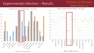 Dr. Matt Sturos - Senecavirus A Infection in Boars | PPT | Free Download