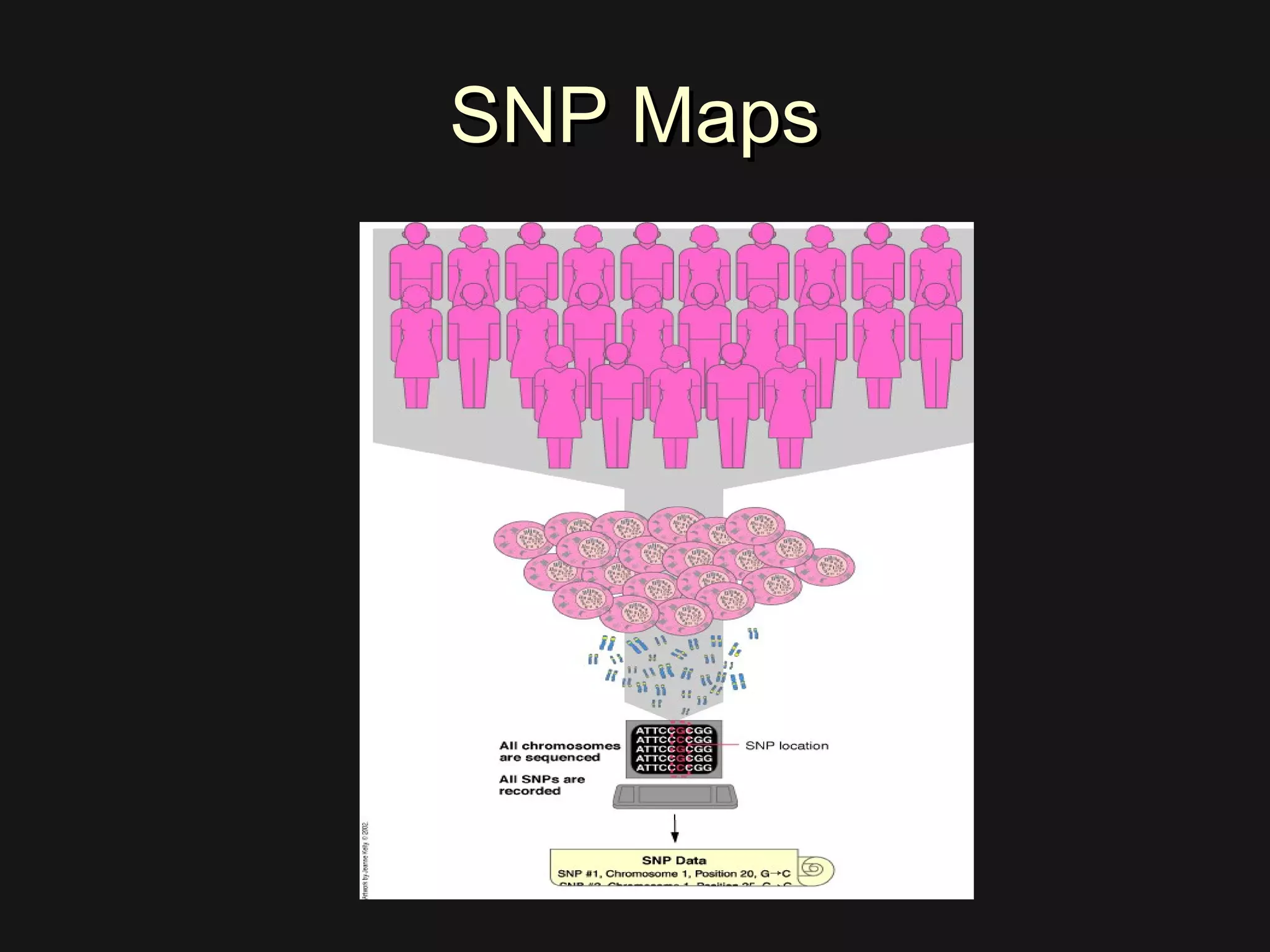 Single Nucleotide Polymorphism | PPT