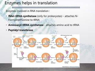 Central dogma in molecular biology | PPTX | Biological Sciences | Science