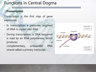 Central dogma in molecular biology | PPTX | Biological Sciences | Science