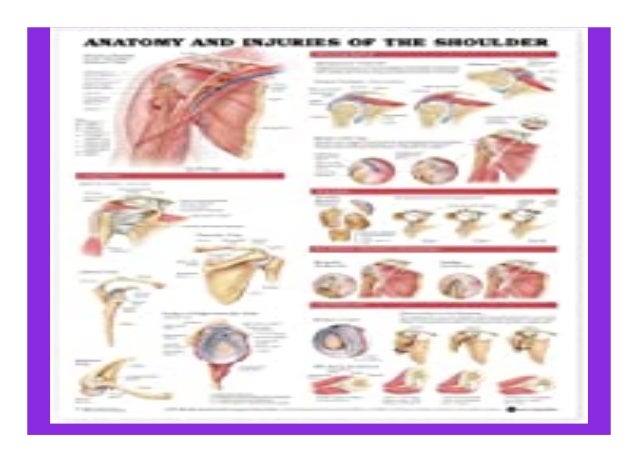 Anatomy and Injuries of the. Shoulder Anatomical Chart book 765