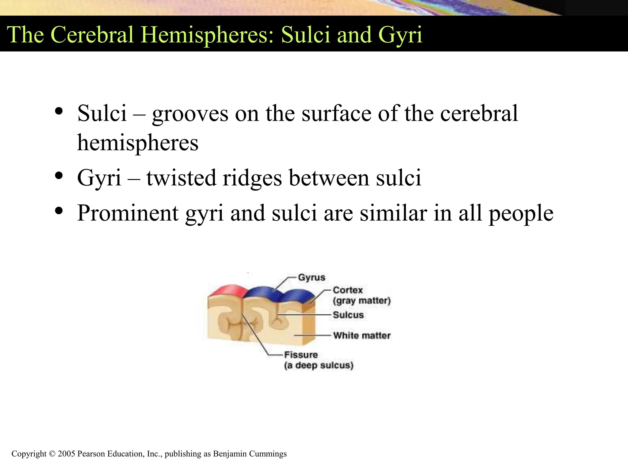 1715606398115_central nervous system.ppt