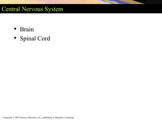 1715606398115_central nervous system.ppt