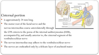 1716515583313_Facial Nerve Landmarks in ENT-HNS.pptx