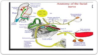1716515583313_Facial Nerve Landmarks in ENT-HNS.pptx