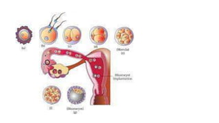 1718298449822_HUMAN REPRODUCTION (2).pptx