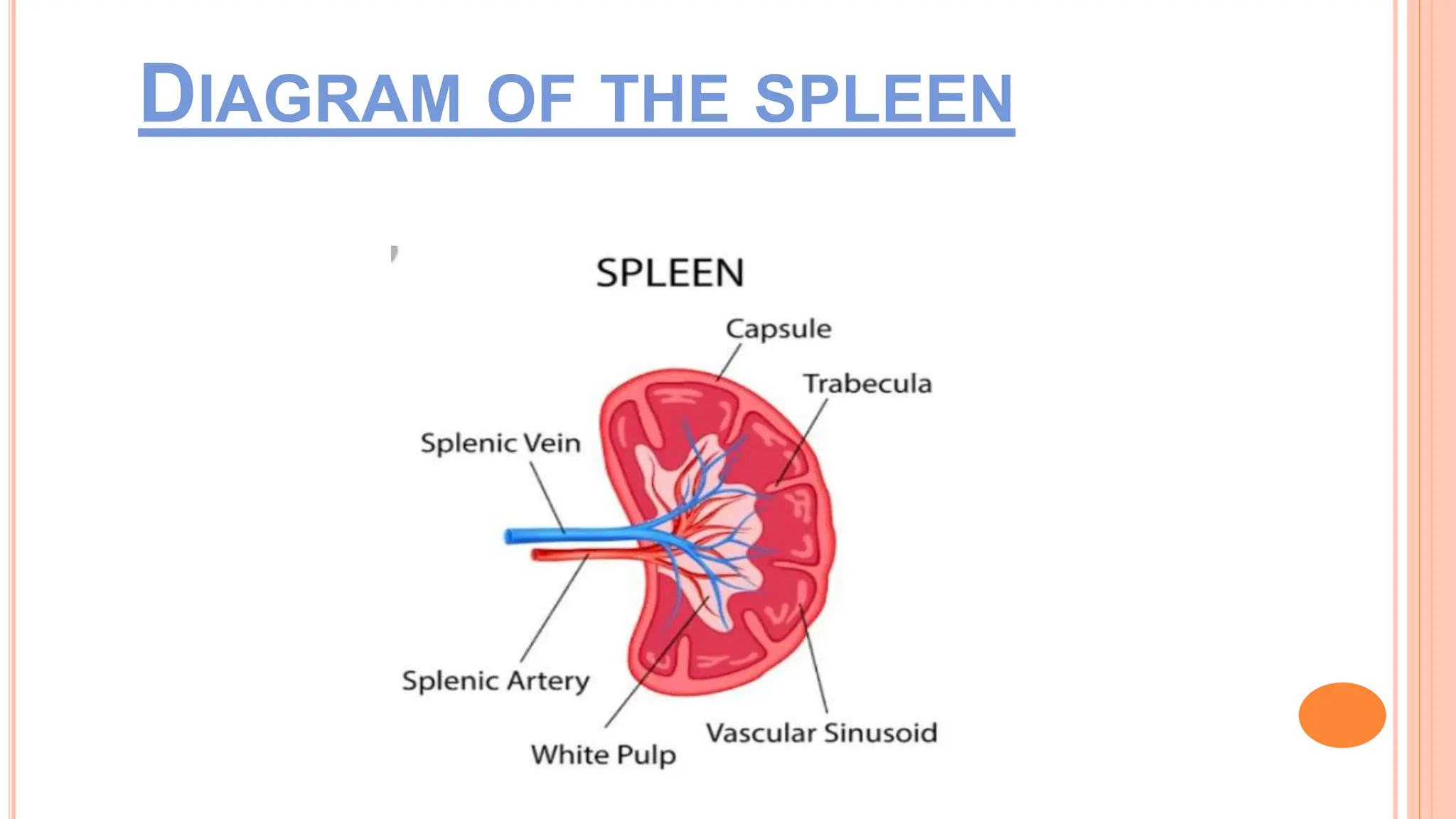 Spleen and Lymph Nodes Anatomy and Physiology .pptx