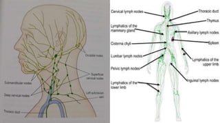 Spleen and Lymph Nodes Anatomy and Physiology .pptx