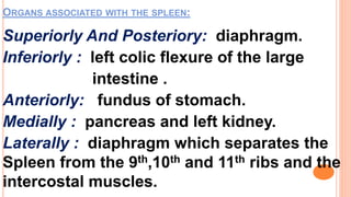 Spleen and Lymph Nodes Anatomy and Physiology .pptx