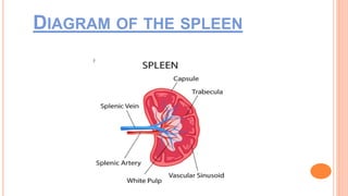 Spleen and Lymph Nodes Anatomy and Physiology .pptx