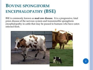 Bovine spongiform encephalopathy | PPT