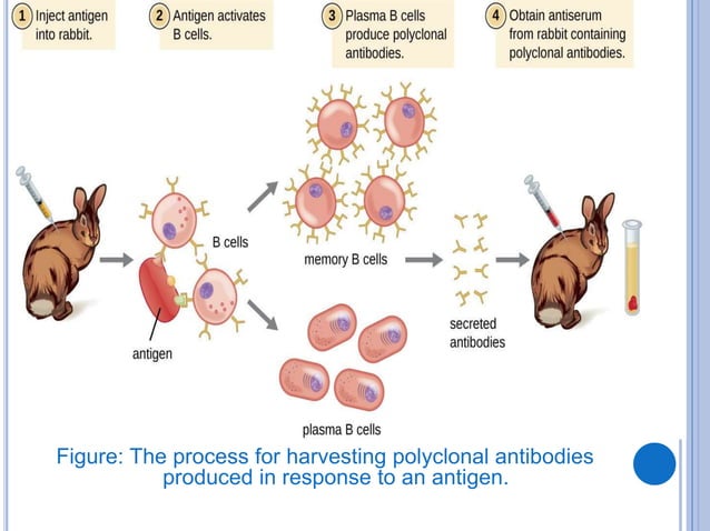 Monoclonal and Polyclonal Antibodies | PPTX | Blood Disorders ...