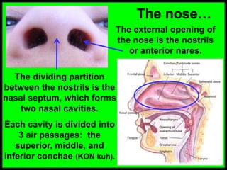 172-Anatomy-Resp-System.ppt