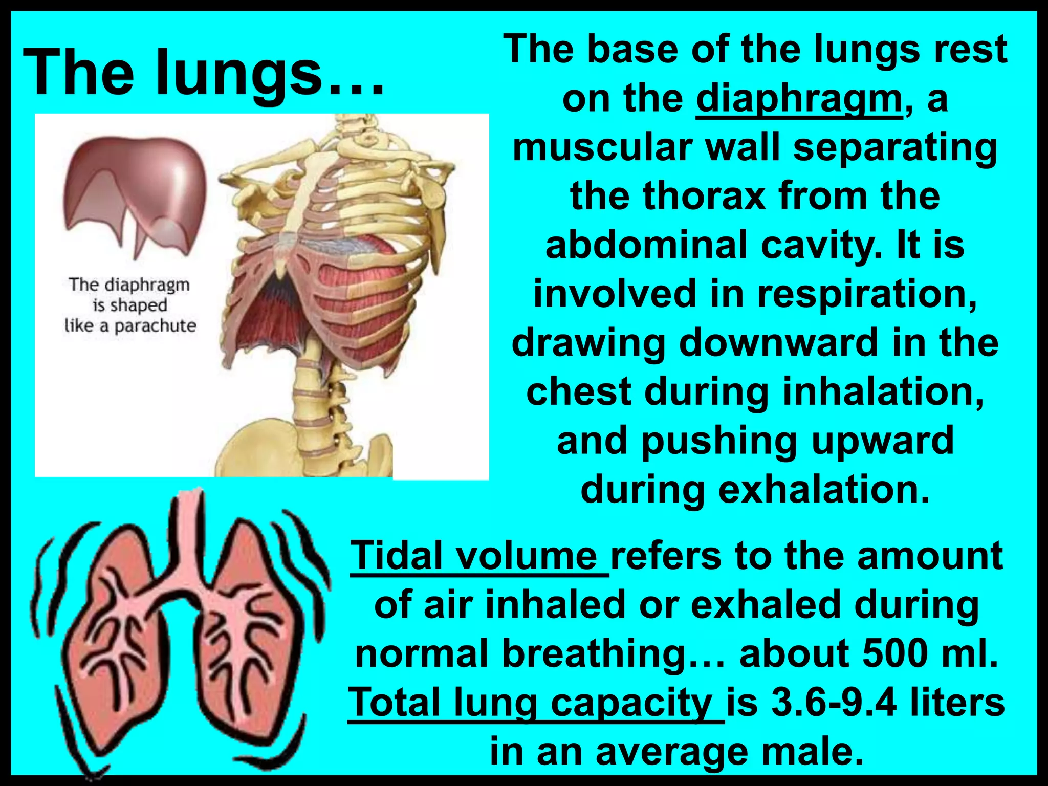 172-Anatomy-Resp-System.ppt