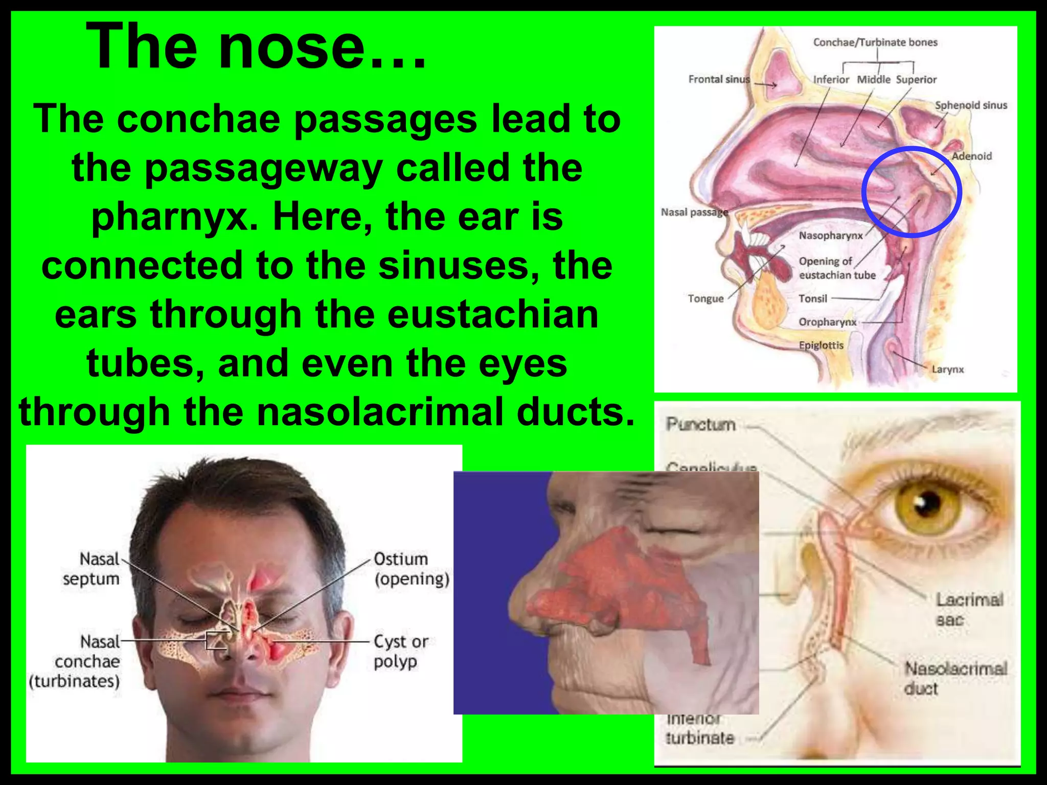172-Anatomy-Resp-System.ppt