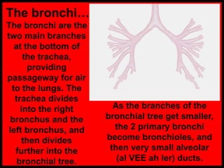 172-Anatomy-Resp-System.ppt