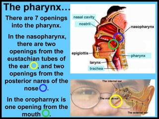 172-Anatomy-Resp-System.ppt