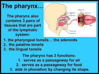 172-Anatomy-Resp-System.ppt