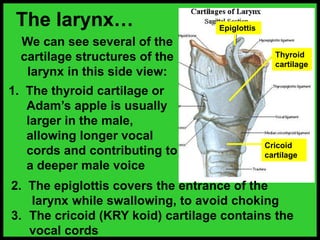 172-Anatomy-Resp-System.ppt