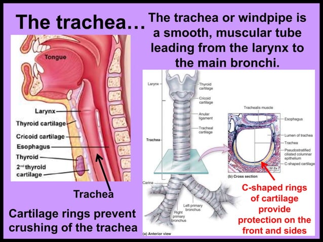 172-Anatomy-Resp-System.ppt