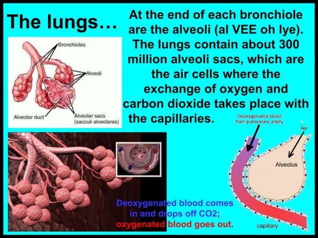 172-Anatomy-Resp-System.ppt