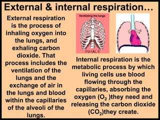 172-Anatomy-Resp-System.ppt