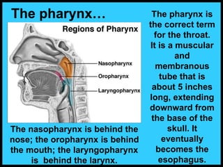 172-Anatomy-Resp-System.ppt