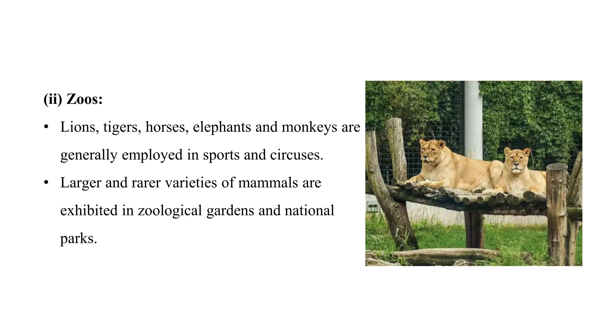 Economic importance of mammals zoology.pptx