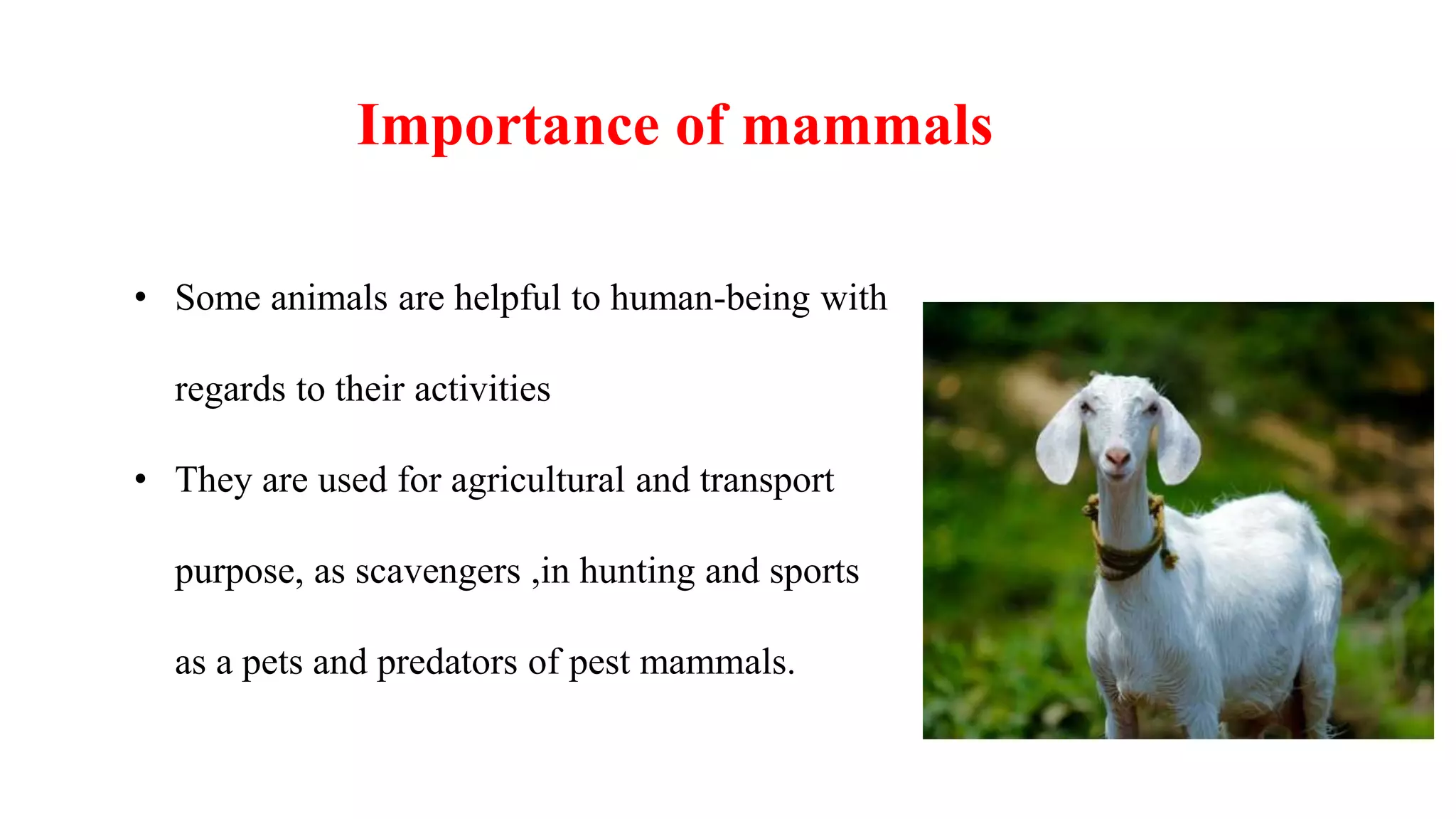 Economic importance of mammals zoology.pptx