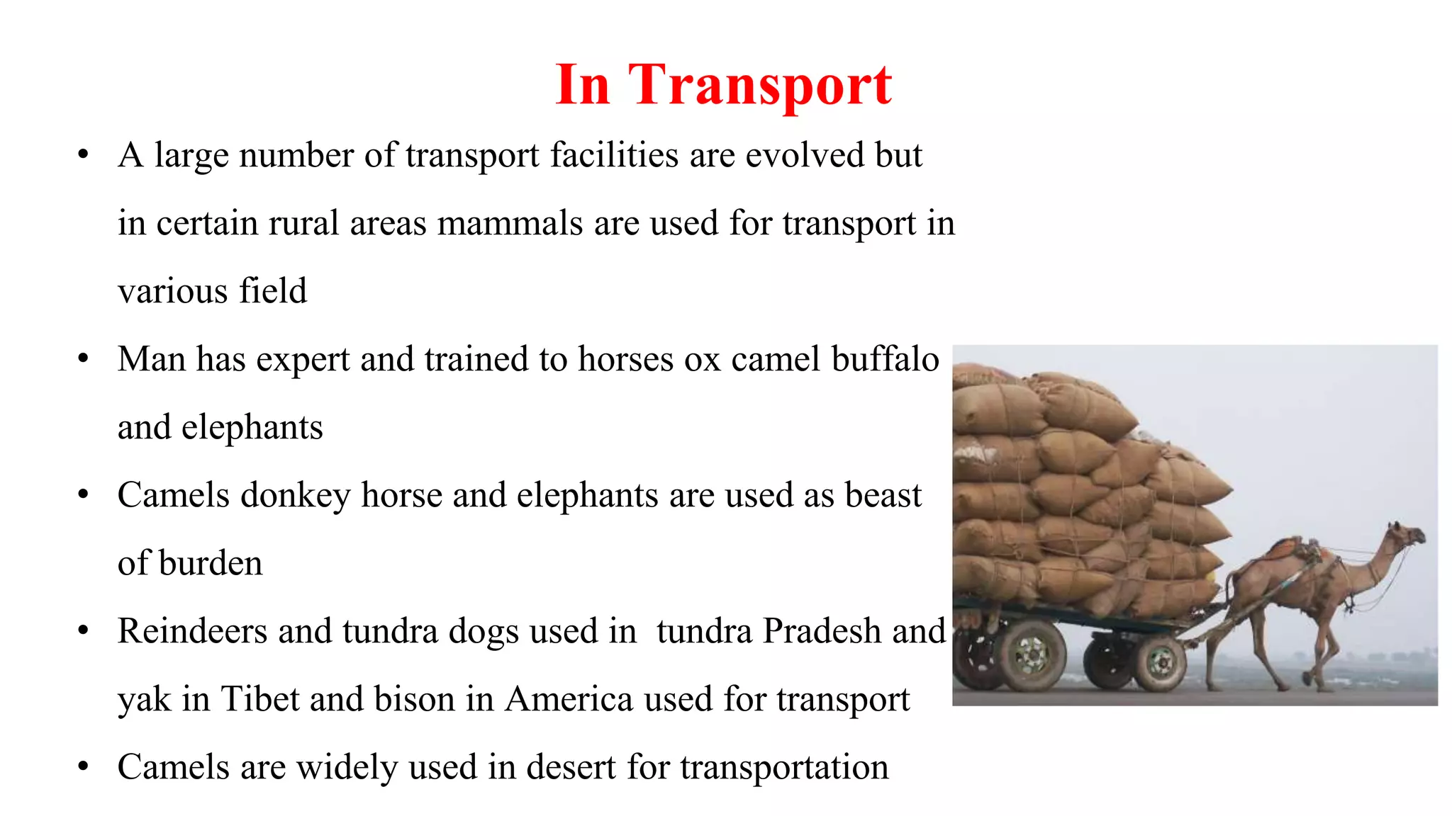 Economic importance of mammals zoology.pptx