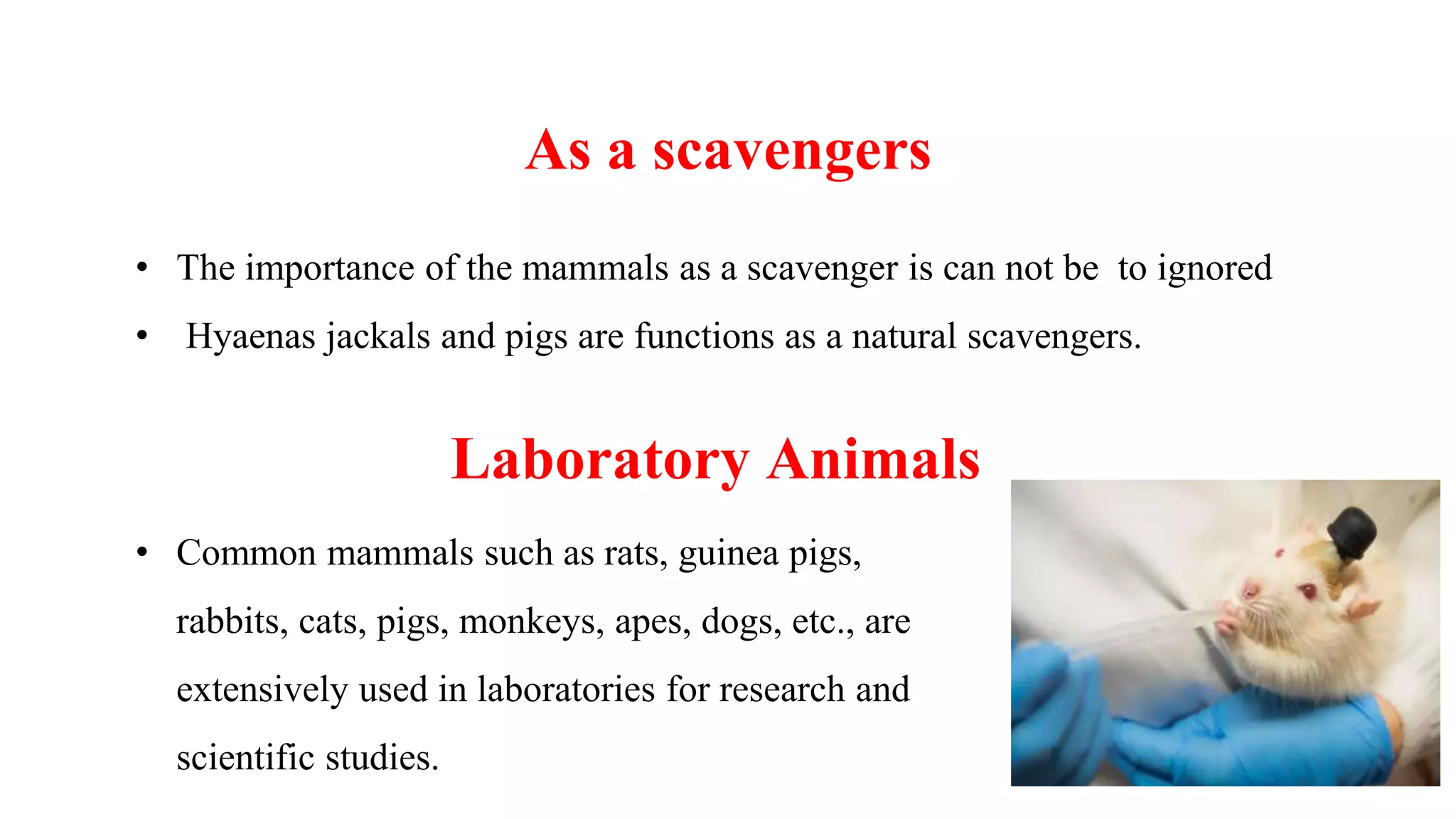 Economic importance of mammals zoology.pptx