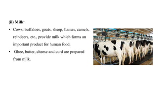 Economic importance of mammals zoology.pptx