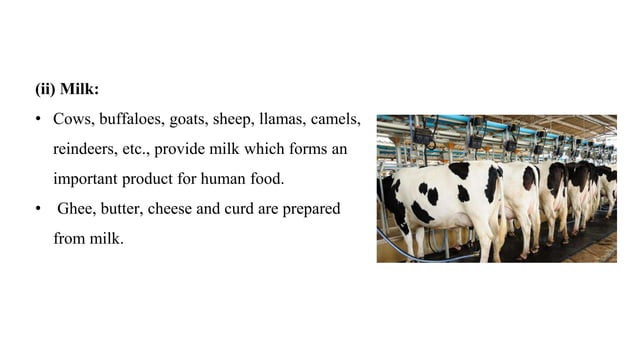 Economic importance of mammals zoology.pptx