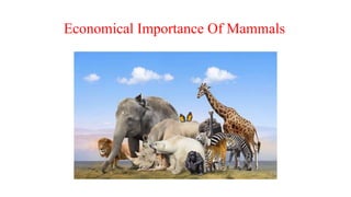 Economic importance of mammals zoology.pptx