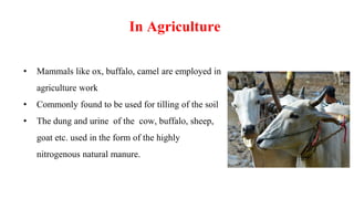 Economic importance of mammals zoology.pptx