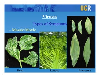 viruses and viral Diseases of Cacti and Succulents | PPT