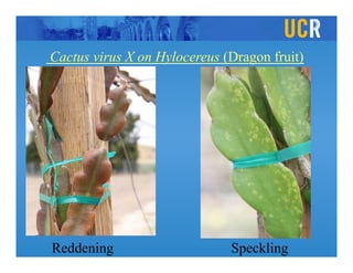 viruses and viral Diseases of Cacti and Succulents | PPT