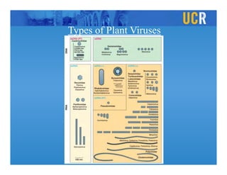 viruses and viral Diseases of Cacti and Succulents | PDF