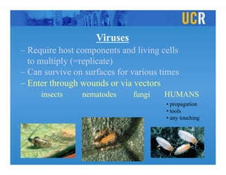 viruses and viral Diseases of Cacti and Succulents | PDF