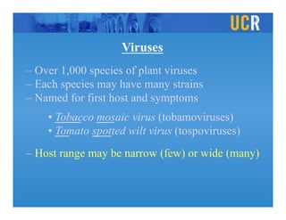 viruses and viral Diseases of Cacti and Succulents | PDF