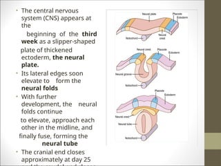 SPINE FORMATION FROM START UPTO THE LASR WEEK | PPT