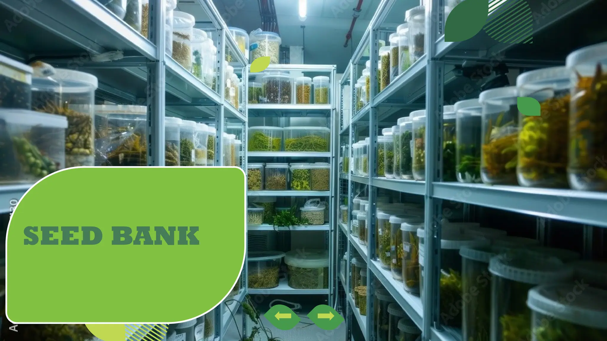 1727015187995_SEED BANK.and types of seedbank pptx | PPTX