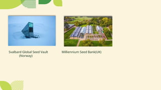 1727015187995_SEED BANK.and types of seedbank pptx | PPTX