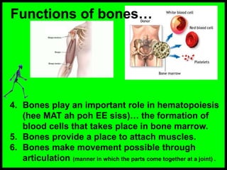 173-Anatomy-skeletal.ppt