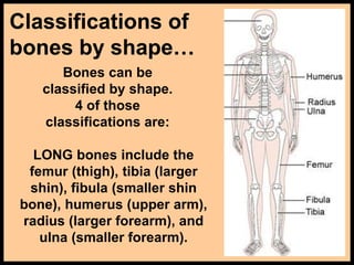 173-Anatomy-skeletal system of human body.ppt