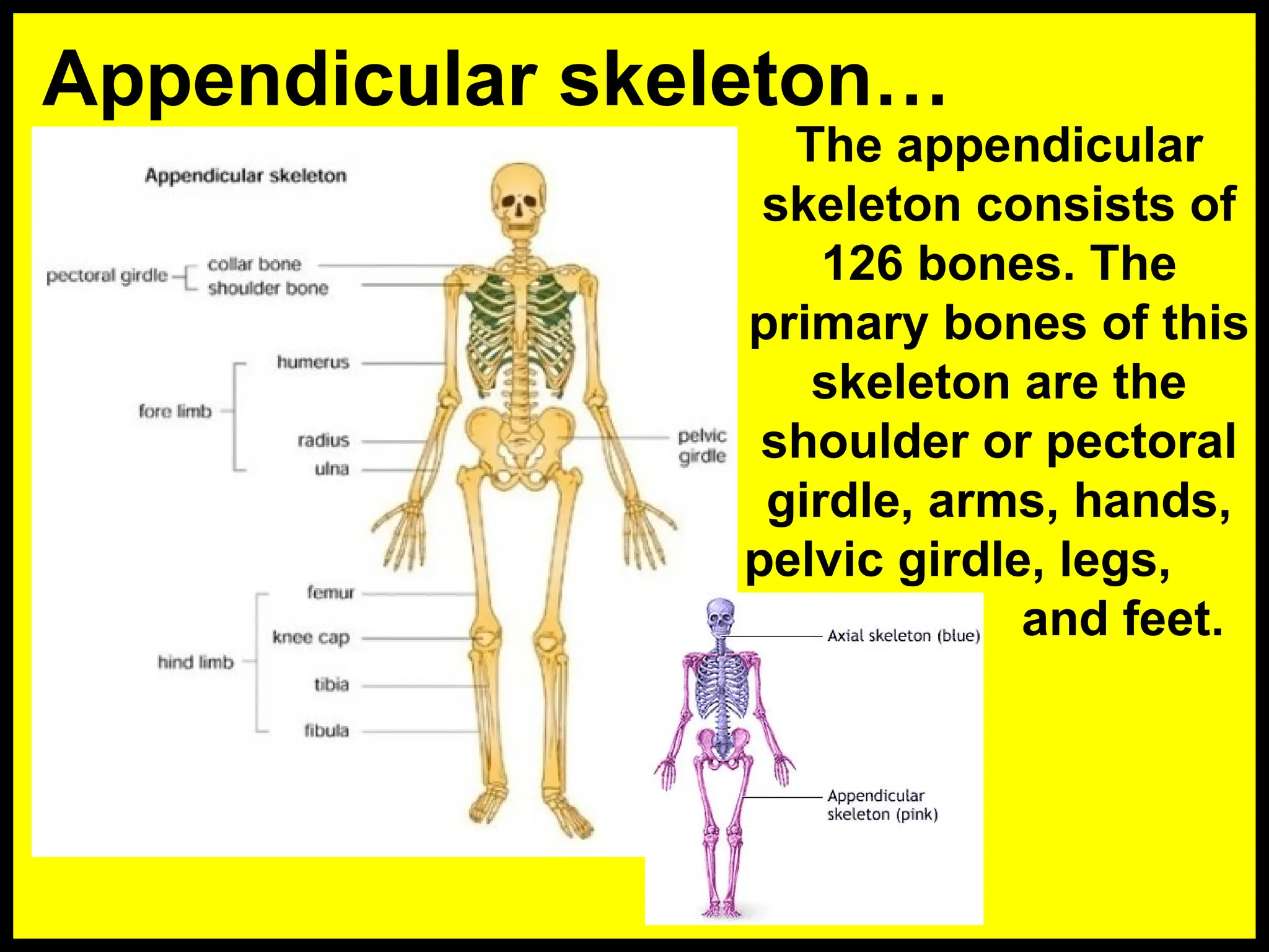 173-Anatomy-skeletal, orthopedic & anatomy.pptx