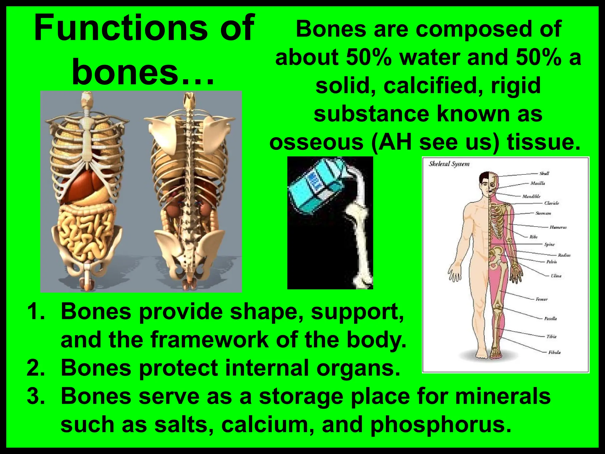 173-Anatomy-skeletal, orthopedic & anatomy.pptx