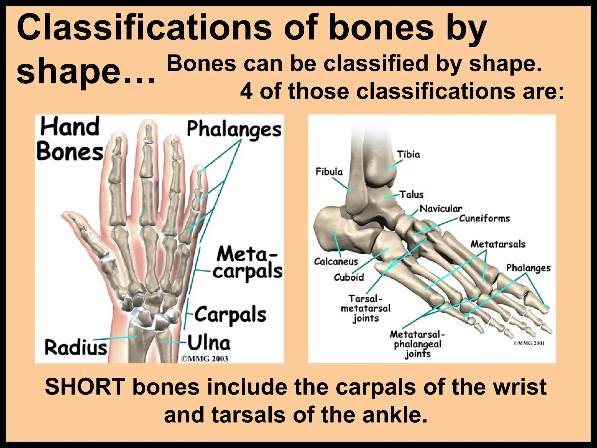 173-Anatomy-skeletal, orthopedic & anatomy.pptx