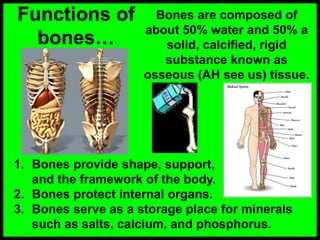 173-Anatomy-skeletal | PPT