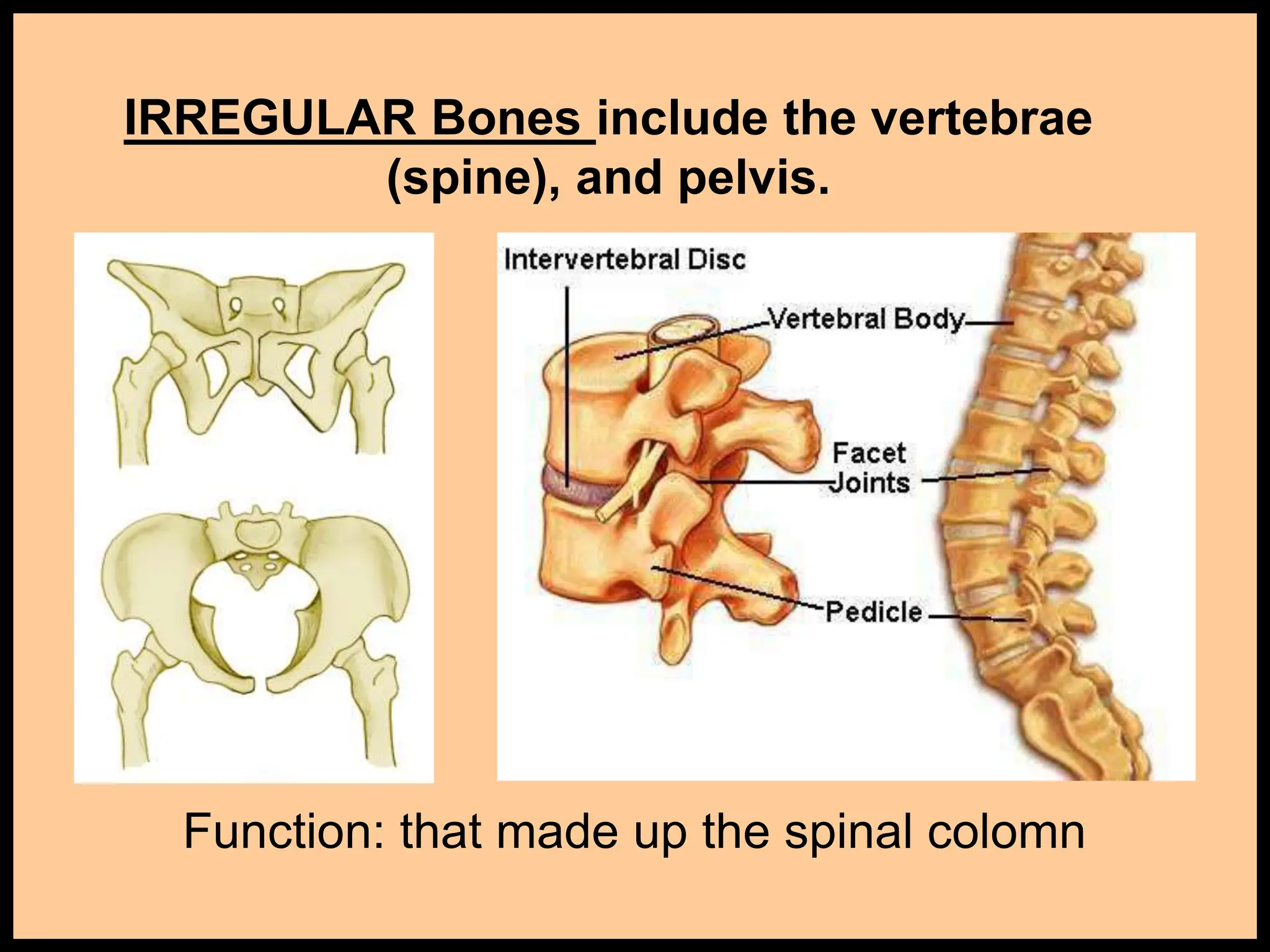 Anatomy-skeletal presentation (1).ppt